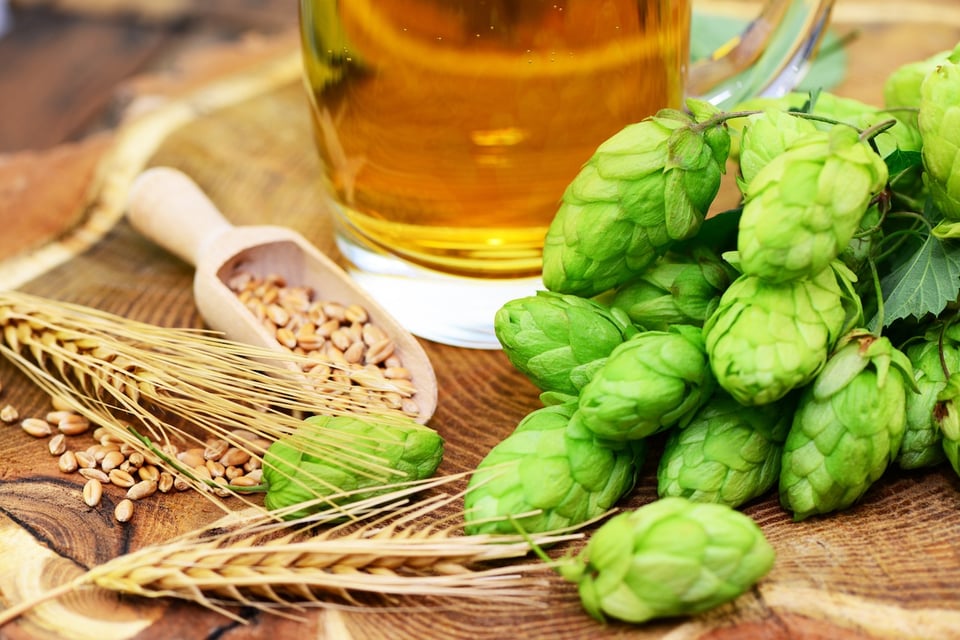 What Are Hops? A Lesson on Beer Fermentation.
